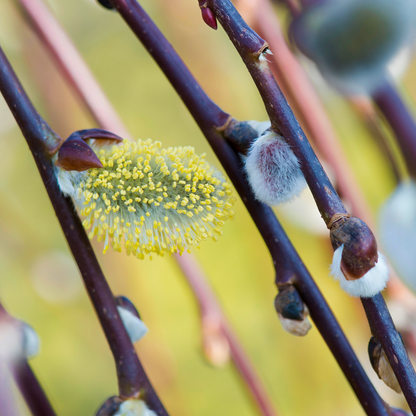 Salix 'Kilmarnock' Patio Tree | Kilmarnock Willow Tree – Gardeners Dream