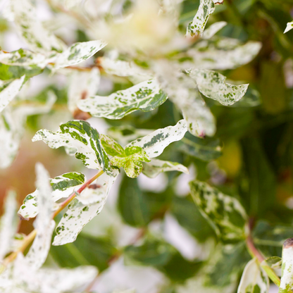 Salix integra 'Hakuro-nishiki' Patio Tree | Flamingo Tree – Gardeners Dream