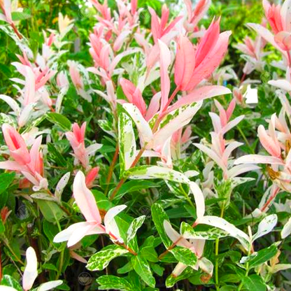 Salix 'Hakuro-Nishiki' Patio Tree | Flamingo Dwarf Willow Tree ...