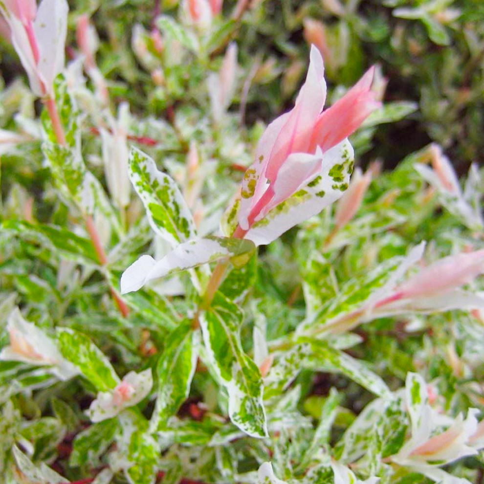 Salix 'Hakuro-Nishiki' Patio Tree | Flamingo Dwarf Willow Tree ...