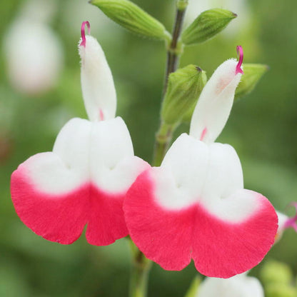 Salvia 'Cherry Lips' | Sage – Gardeners Dream