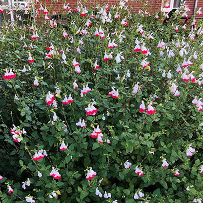 Salvia 'Cherry Lips' | Sage – Gardeners Dream