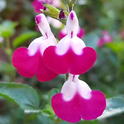 Salvia 'Cherry Lips' | Sage – Gardeners Dream