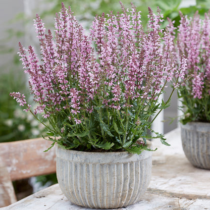 Salvia 'Feathers Flamingo' | Sage – Gardeners Dream