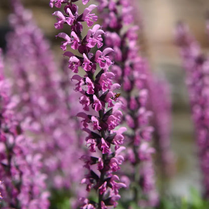 Salvia 'Bumbleberry' | Sage – Gardeners Dream