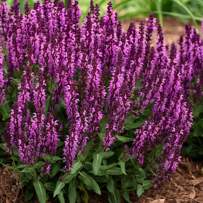 Salvia 'Bumbleberry' | Sage – Gardeners Dream