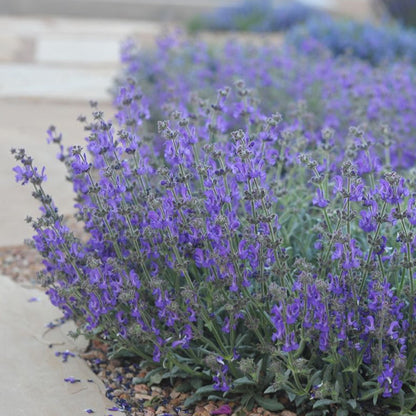 Salvia 'Blue Note' | Sage – Gardeners Dream