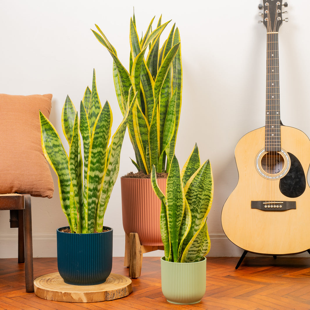 Ananas 'Amigo' | Pineapple Plant – Gardeners Dream