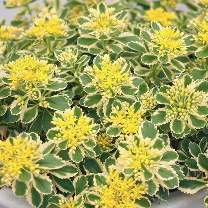 Sedum 'Atlantis' | Stonecrop – Gardeners Dream
