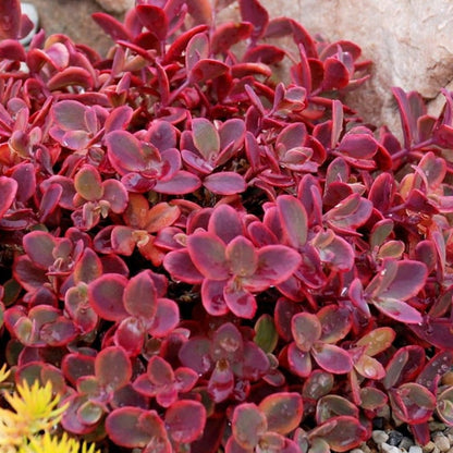 Sedum 'Sunsparkler Wildfire' | Stonecrop – Gardeners Dream