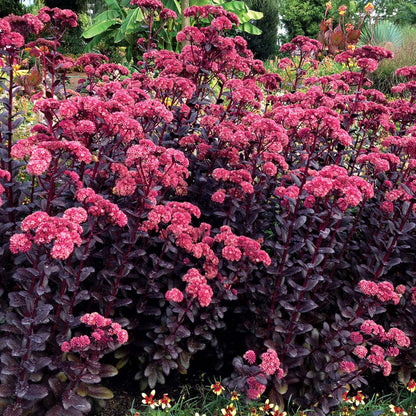 Sedum Touchdown Teak | Deciduous Garden Perennial | Free UK Delivery ...