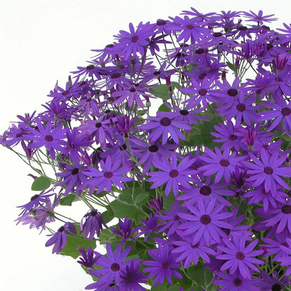 Senetti 'Deep Blue' | Senetti – Gardeners Dream