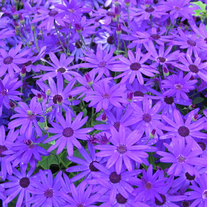 Senetti 'Deep Blue' | Senetti – Gardeners Dream