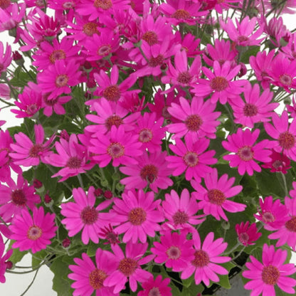 Senetti 'Magenta' | Senetti – Gardeners Dream