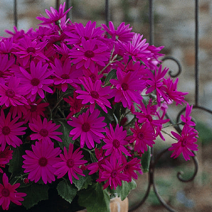 Senetti 'Magenta' | Senetti – Gardeners Dream