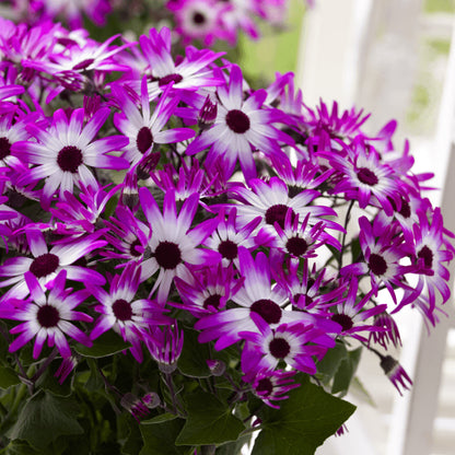 Senetti 'Magenta Bicolour' | Senetti – Gardeners Dream