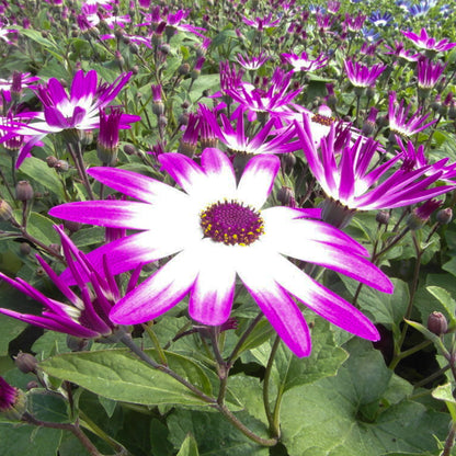 Senetti 'Magenta Bicolour' | Senetti – Gardeners Dream