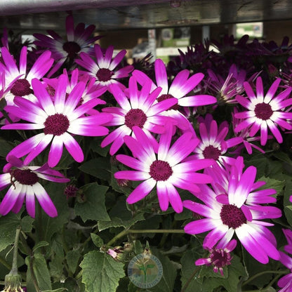 Senetti 'Magenta Bicolour' | Senetti – Gardeners Dream