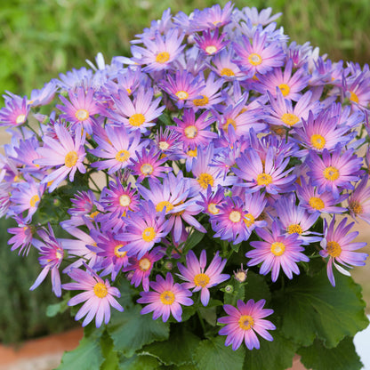 Senetti 'Magic Salmon' | Senetti – Gardeners Dream