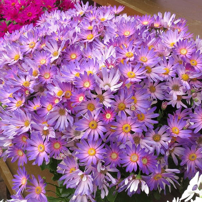 Senetti 'Magic Salmon' | Senetti – Gardeners Dream