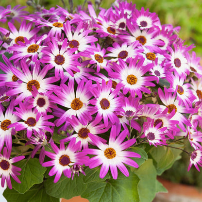 Senetti 'Pink Bicolour' | Senetti – Gardeners Dream
