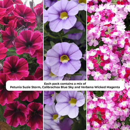 Trio Shocking Purple Basket Plants | Mixed Varieties – Gardeners Dream