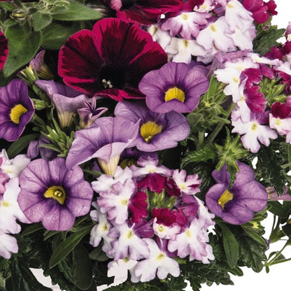 Trio Shocking Purple Basket Plants | Mixed Varieties – Gardeners Dream