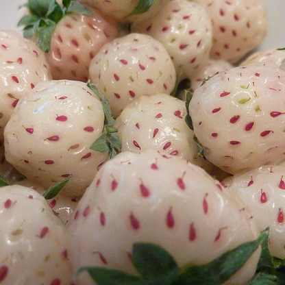 Strawberry 'Snow White' Bare Root Plants | Strawberry – Gardeners Dream