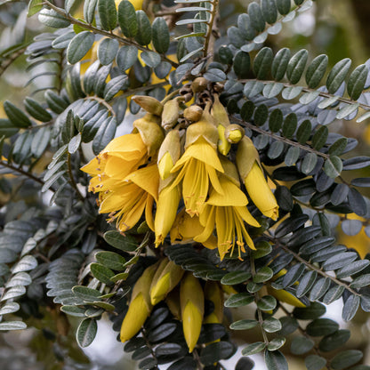 Sophora 'Sun King' | Hilsop – Gardeners Dream