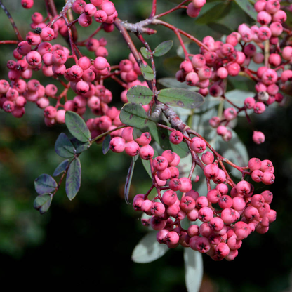 Sorbus 'Pink Pagoda' | Hupeh Rowan Tree – Gardeners Dream