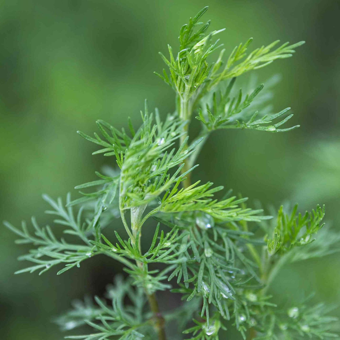 Southernwood Herb Plants | Artemisia abrotanum – Gardeners Dream