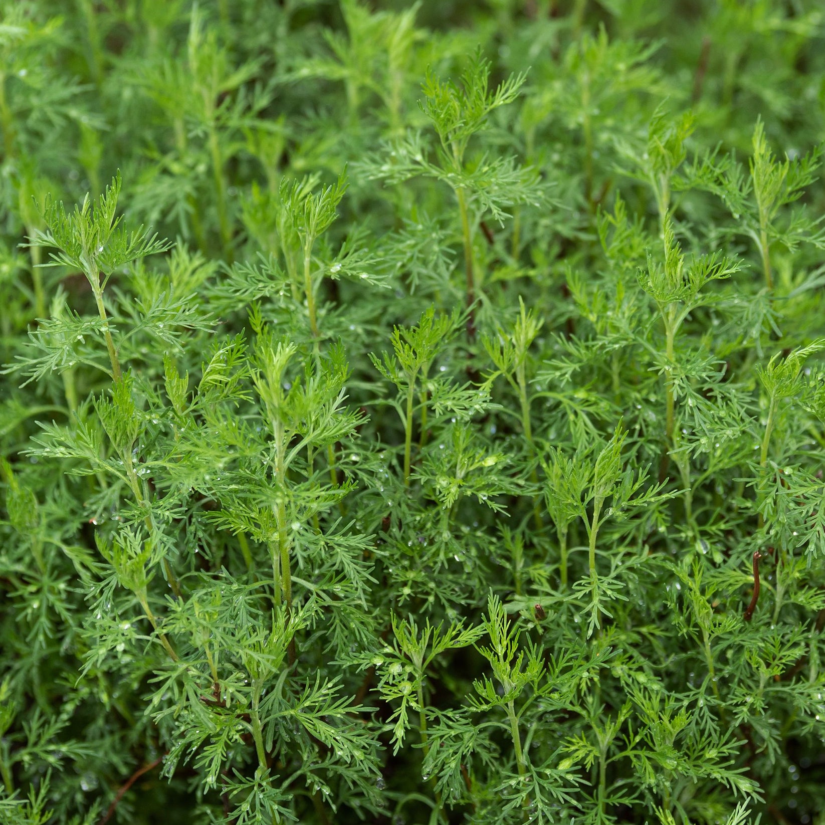 Southernwood Herb Plants | Artemisia abrotanum – Gardeners Dream