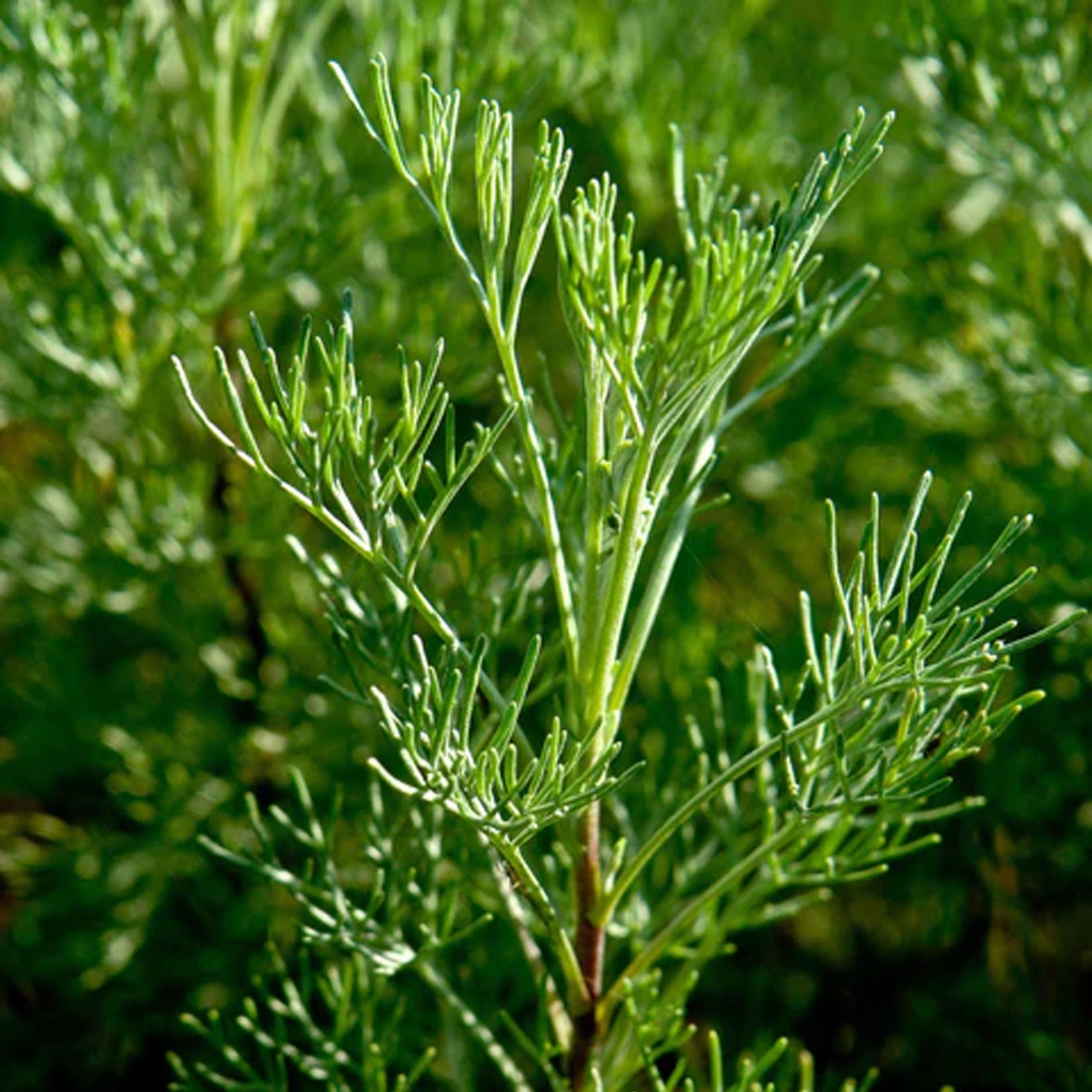 Southernwood Herb Plants | Artemisia abrotanum – Gardeners Dream