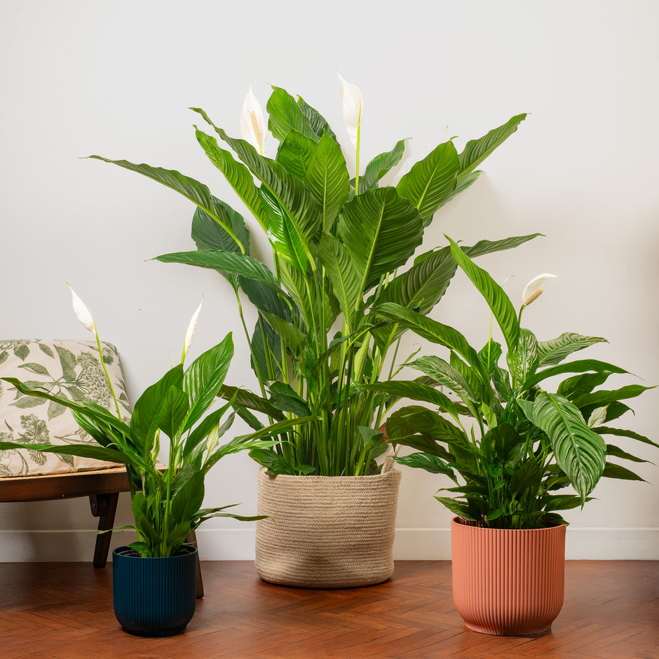 Ananas 'Amigo' | Pineapple Plant – Gardeners Dream