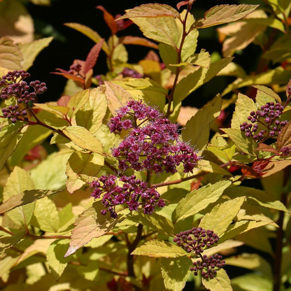Spiraea 'Firelight' | Japanese Spiraea – Gardeners Dream
