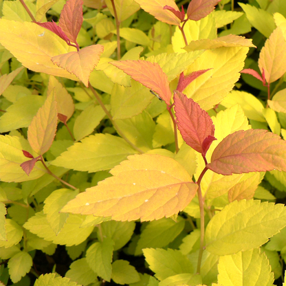 Spiraea 'Firelight' | Japanese Spiraea – Gardeners Dream