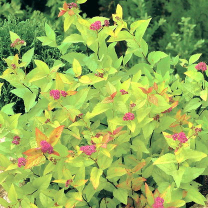 Spiraea 'Firelight' | Japanese Spiraea – Gardeners Dream