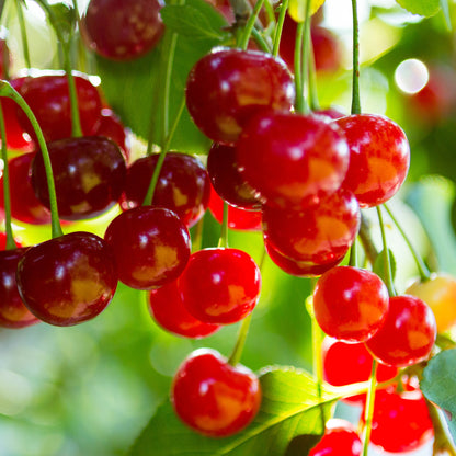 Cherry 'Stella' Patio Tree | Cherry Tree – Gardeners Dream