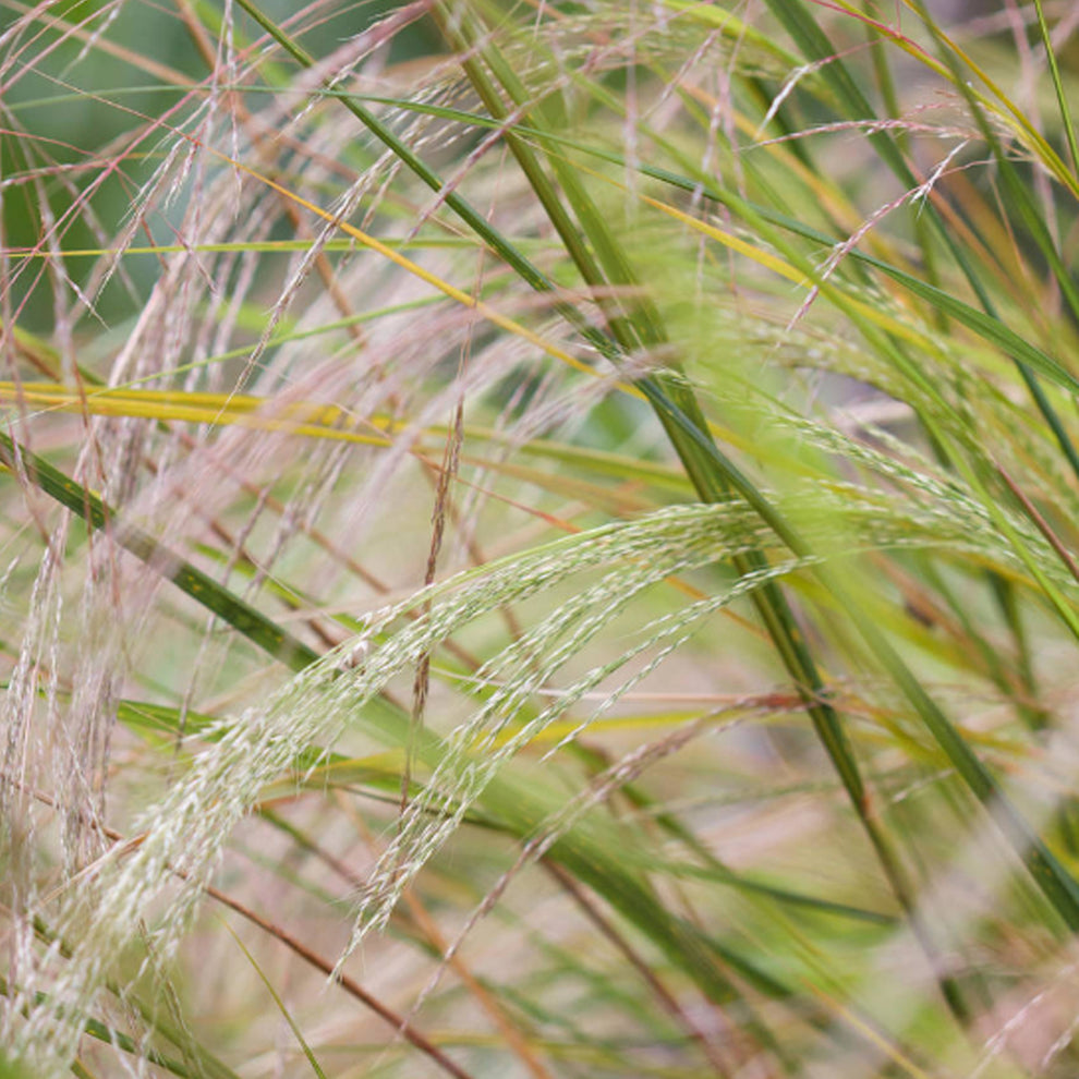 Stipa arundinacea | Pheasant's Tail Grass – Gardeners Dream
