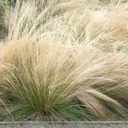 Stipa 'Pony Tails' | Mexican Feather Grass – Gardeners Dream