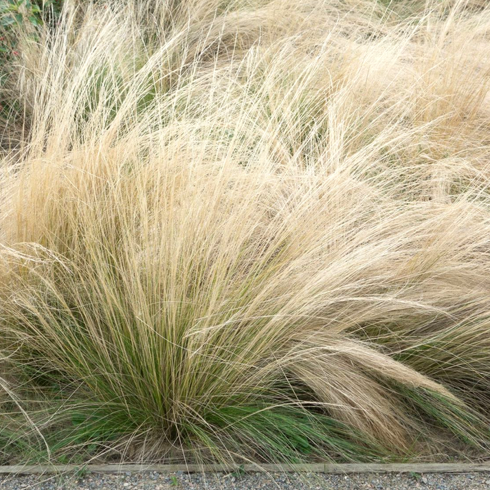 Stipa 'Pony Tails' | Mexican Feather Grass – Gardeners Dream