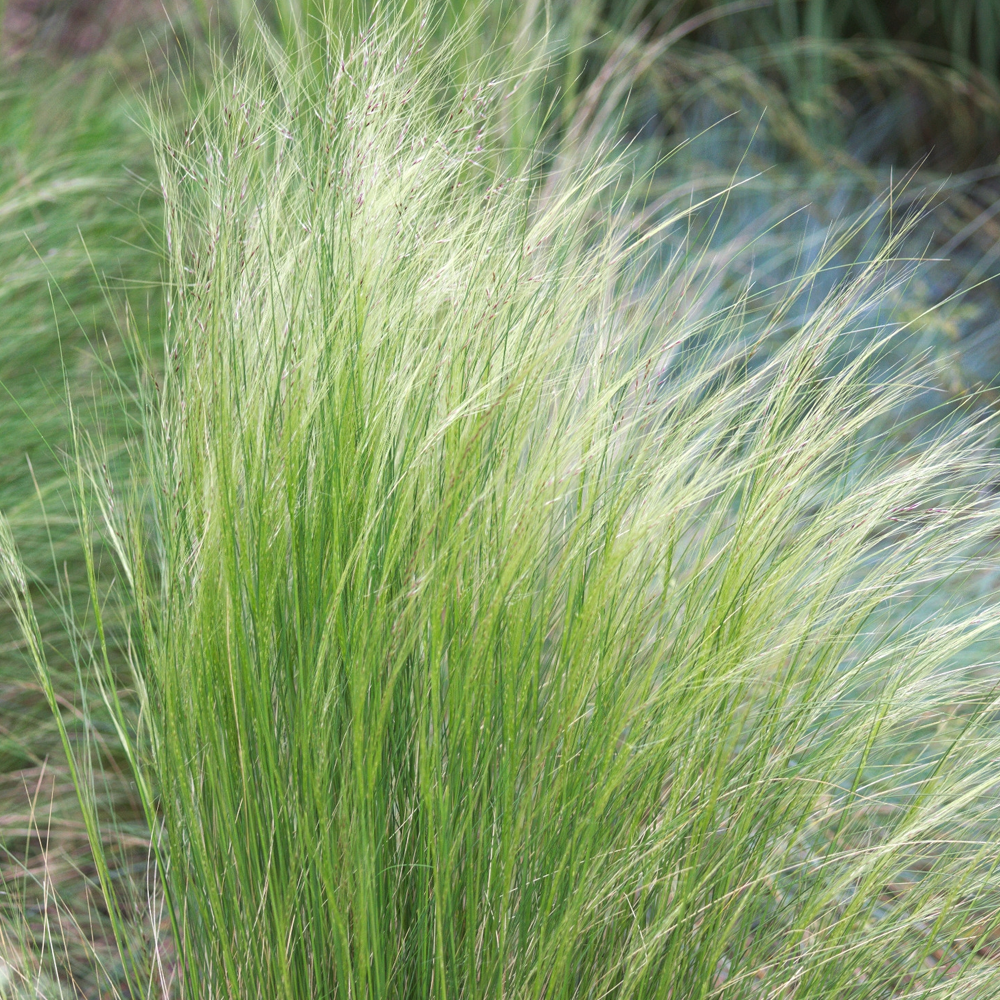 Stipa 'Pony Tails' | Mexican Feather Grass – Gardeners Dream