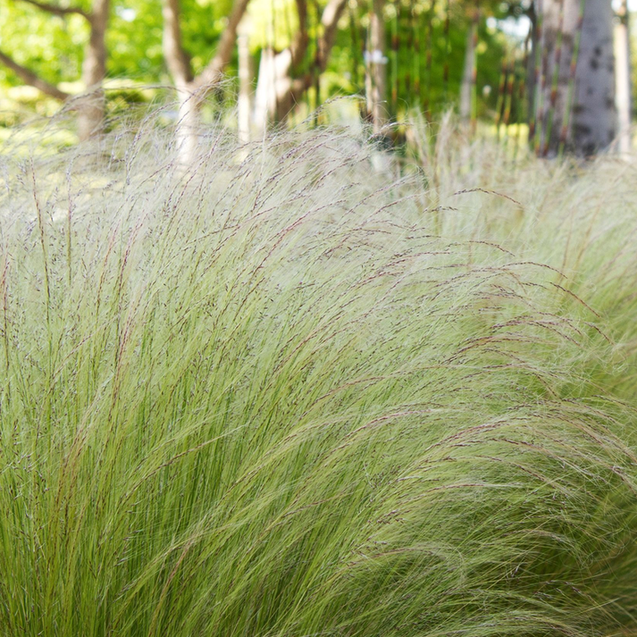 Stipa 'Pony Tails' | Mexican Feather Grass – Gardeners Dream