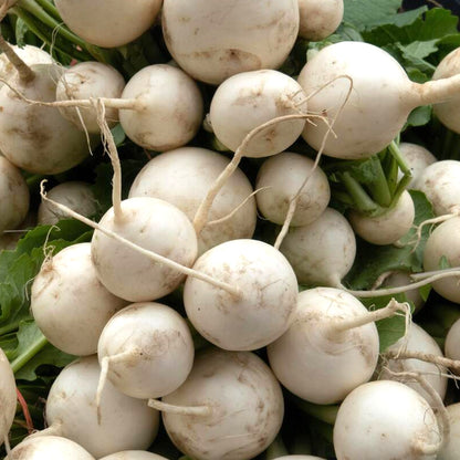 Sweet Turnip Carry Pack | Sweet Turnip – Gardeners Dream