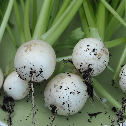 Sweet Turnip Carry Pack | Sweet Turnip – Gardeners Dream