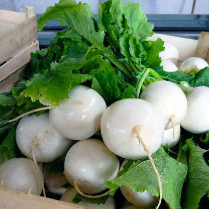 Sweet Turnip Carry Pack | Sweet Turnip – Gardeners Dream