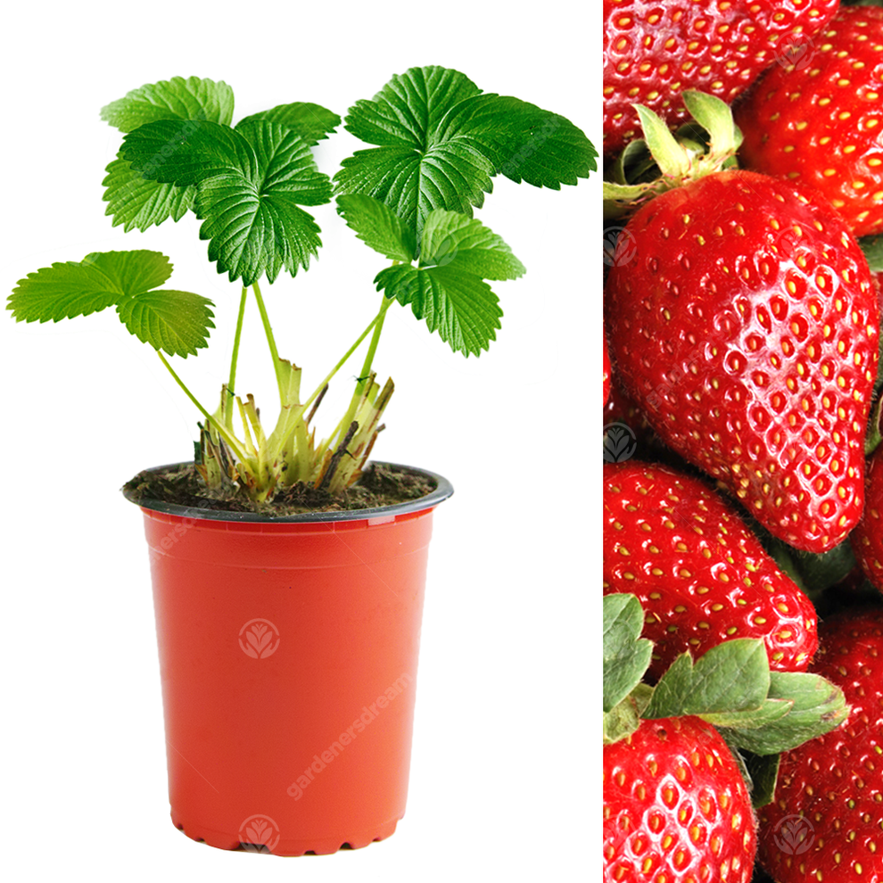 Strawberry 'Sweetheart' | Strawberry – Gardeners Dream