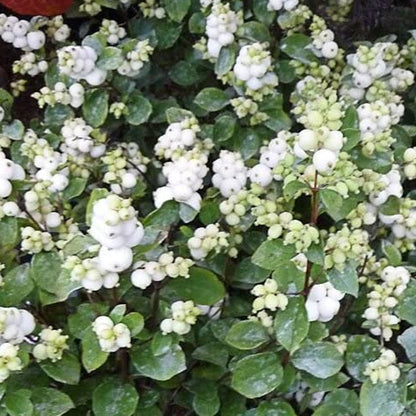 Symphoricarpos 'Magical Galaxy' | Snowberry – Gardeners Dream