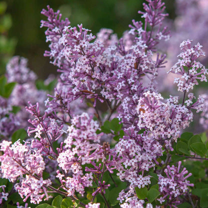 Syringa 'Miss Kim' | Lilac – Gardeners Dream