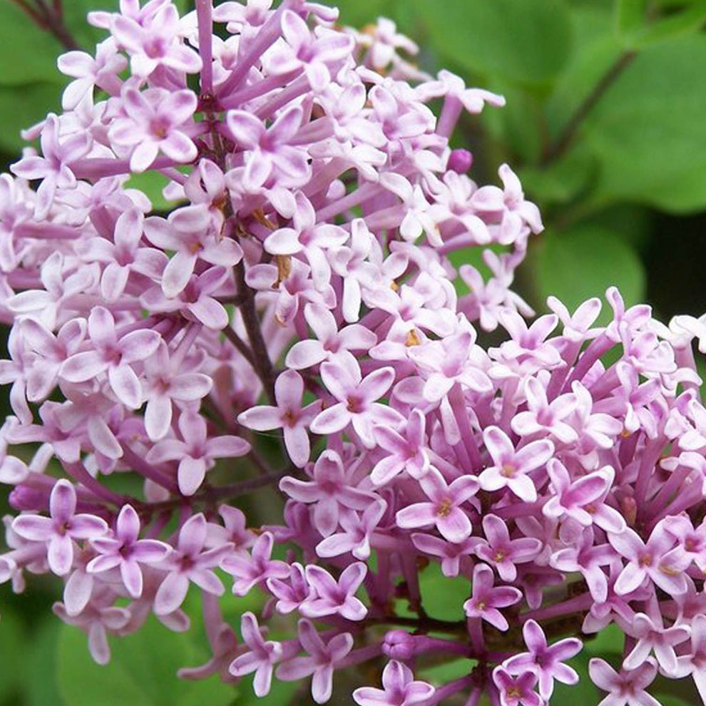 Syringa 'Palibin' Patio Tree | Meyer Lilac Tree – Gardeners Dream